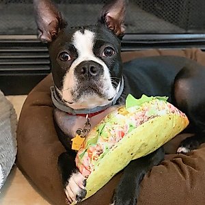 Doggijuana | Refillable Catnip Dog Toy | Naturally Calming | Catnip Grown in The USA (Taco)