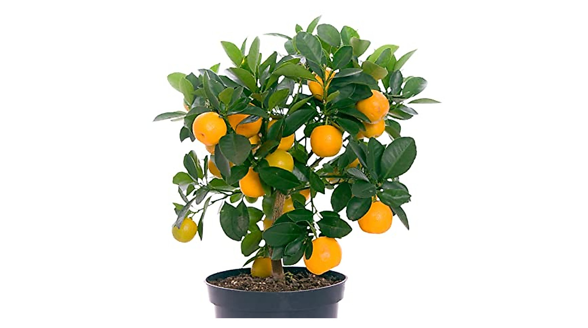 10 Hardy Orange Bonsai Tree Seeds - Grow Unique Citrus