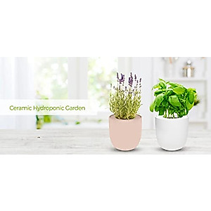 Environet Hydroponic Herb Growing Kit, Self-Watering Kitchen Herb Garden Starter Kit with Organic Seeds (Lavender)