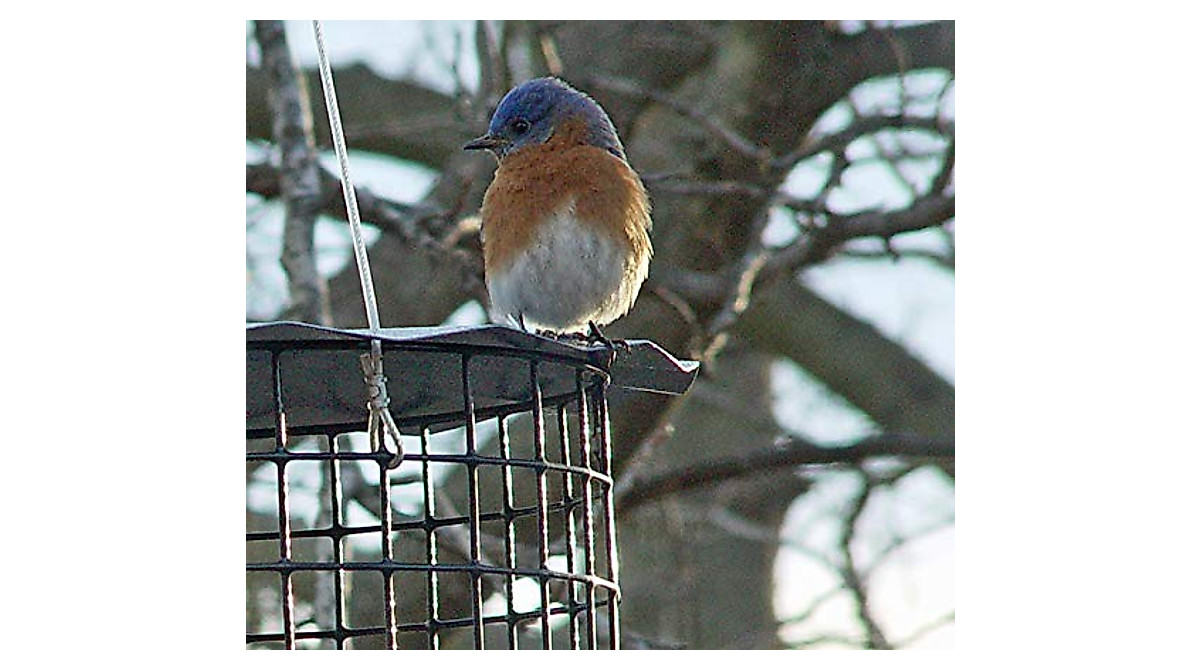 Erva Bluebird Feeder - Squirrel-Proof Design