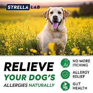 StrellaLab Dog Allergy Relief & Anti Itch Support Chews w/Omega 3: Real Ingredients, Real Taste! Skin & Coat Immune Supplement w/Fish Oil, Pumpkin & Enzymes — Developed by Experts - Made in USA -180Ct