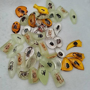 Multiple Psc Insect Amber Fossils, Luminous Amber Fossil Pendants, Educational and Scientific Amber Collections (12Pcs)