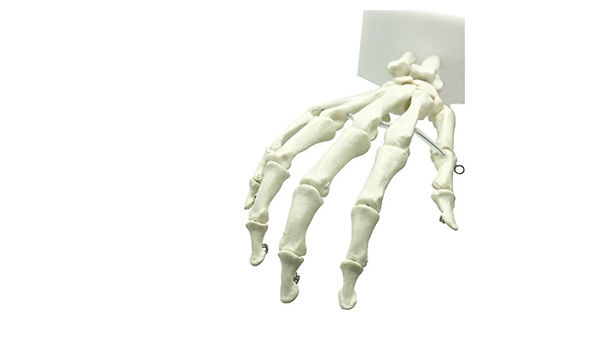 MAYMII Life-Size PVC Hand Skeleton Model for Anatomy