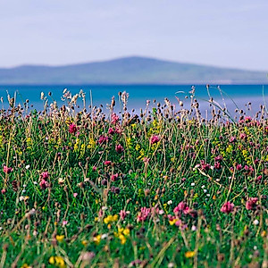 Machair Flowers Candle 100% Natural Soy Wax (Harebell, Gentian, Orchid and Bluebell) Elegant Tartan Packaging. Handmade in Scotland