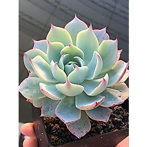Seeds Of Strength Mixture 200+ Succulents Seeds Garden and Home Bonsai Flower Plant