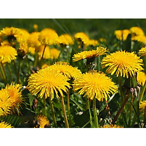 Dandelion Seeds for Planting, 12000+ Flower Seeds for Planting