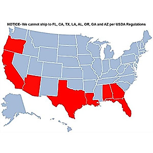 Brighter Blooms - Calamondin Orange Tree, 3-4 Ft. - Indoor/Outdoor Patio Citrus Trees, Ready to Give Fruit - Cannot Ship to FL, CA, TX, LA, OR, AL, and AZ