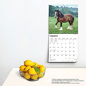 Clydesdales | 2024 12 x 24 Inch Monthly Square Wall Calendar | BrownTrout | Animals Horses