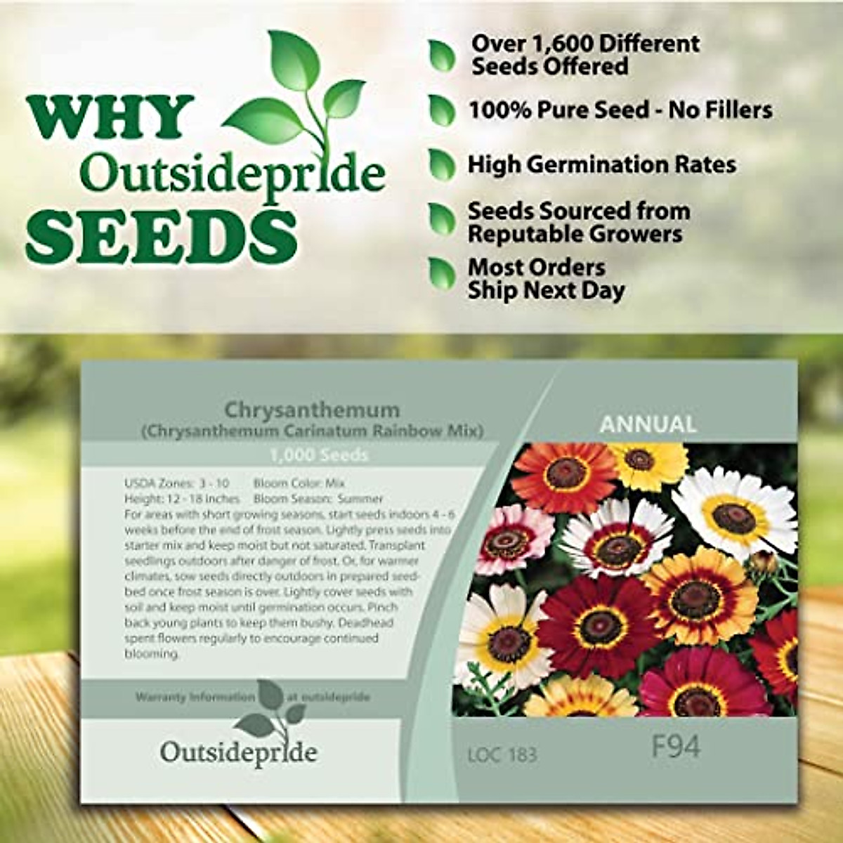 Outsidepride Chrysanthemum Rainbow Garden Cut Flower Painted Daisy Mix - 1000 Seeds