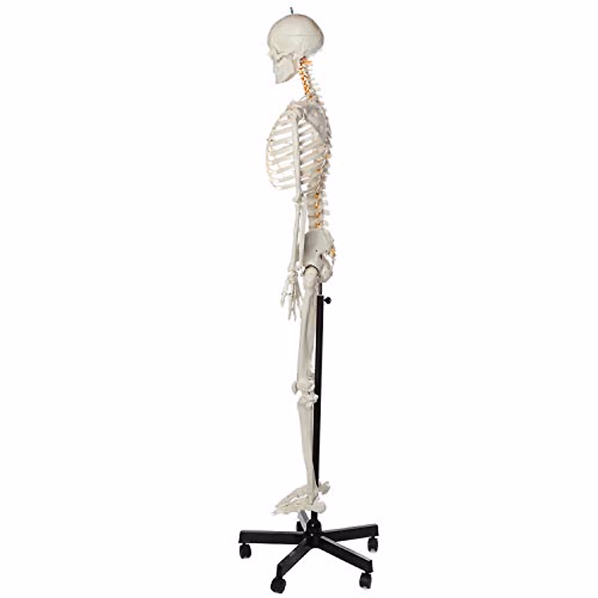 Axis Scientific Flexible Life-Size Skeleton Anatomical Model, Bundle ...