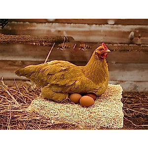 Backyard Barnyard 12 Pack Chicken Nesting Box Pad Made in USA! 13 x 13 Excelsior Liner for Coop Aspen Hay Fiber Poultry Bedding for Egg Laying Hens Pollos Chook
