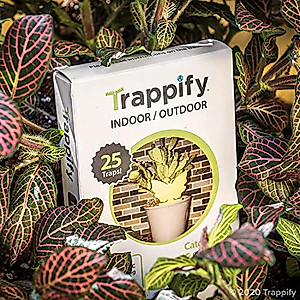 Trappify Sticky Gnat Traps for House Indoor - Yellow Fruit Fly Traps for Indoors/Outdoor Plant - Insect Catcher White Flies, Mosquitos, Fungus Gnat Trap, Flying Insects - Disposable Glue Trapper (12)