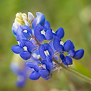 Texas Bluebonnet Seeds - 1 Pound - Blue Flower Seeds, Heirloom Seed Attracts Bees, Attracts Butterflies, Attracts Hummingbirds, Attracts Pollinators, Easy to Grow & Maintain, Fragrant, Container