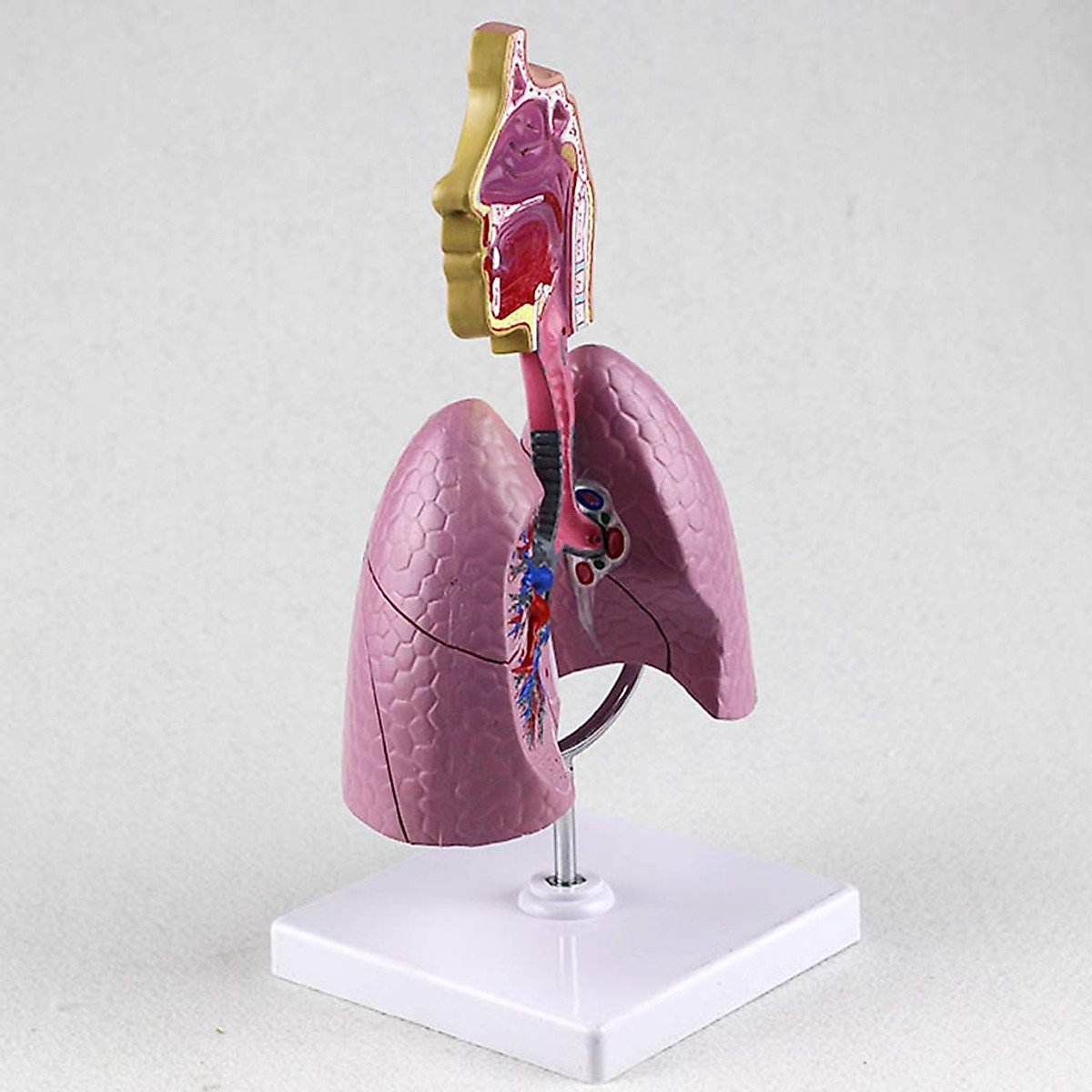 KH66ZKY Human Respiratory System Model Medical Supplies Human Internal Organs Nasopharyngeal Anatomy Respiratory Lung Structure Teaching Tool