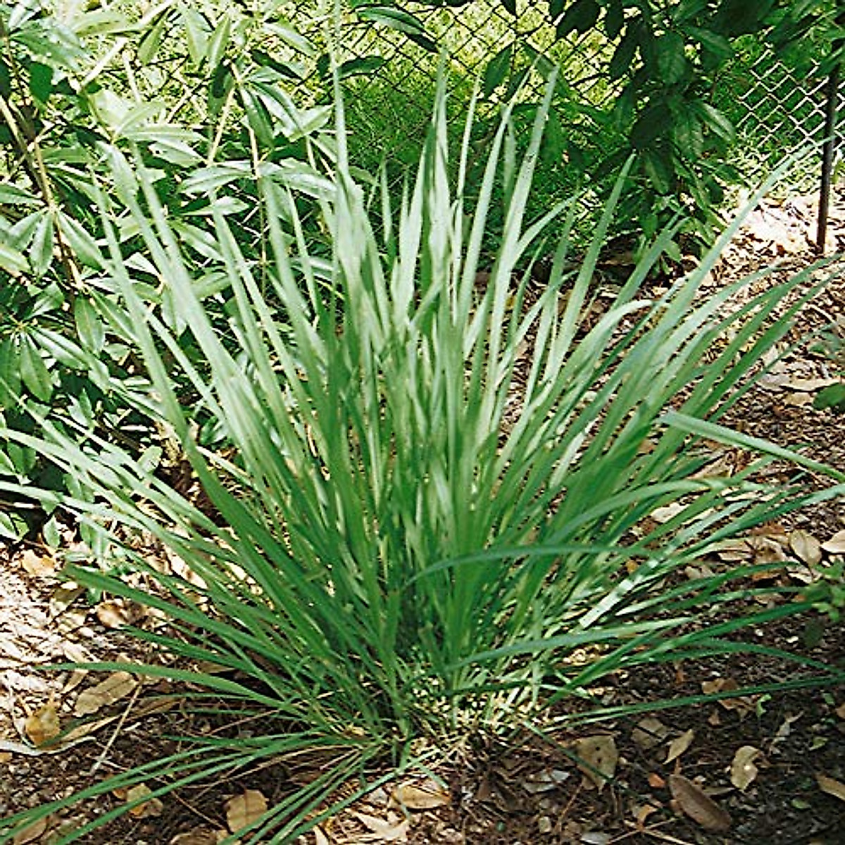 Outsidepride Cymbopogon Lemon Grass Aromatic, Fragrant Ornamental & Culinary Herb Garden Plant - 1000 Seeds