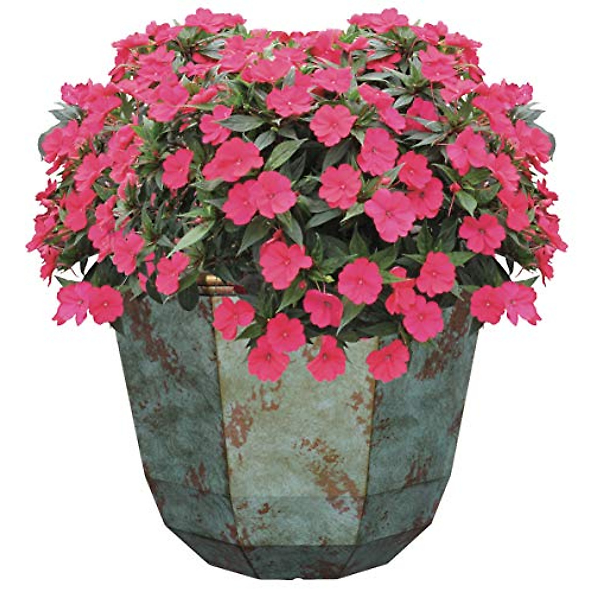 Classic Home and Garden 9010D-379R Premiere Collection Planter, Rosie 10", Northern Lights