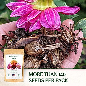 Giant Dahlia Flowered Mix - Beautiful Flowers Seeds for Planting Outdoors in Your Home Garden - 144+ Non GMO Seeds Per Packet - Mix Seeds to Attract Pollinators: Birds, Butterflies, and Bees
