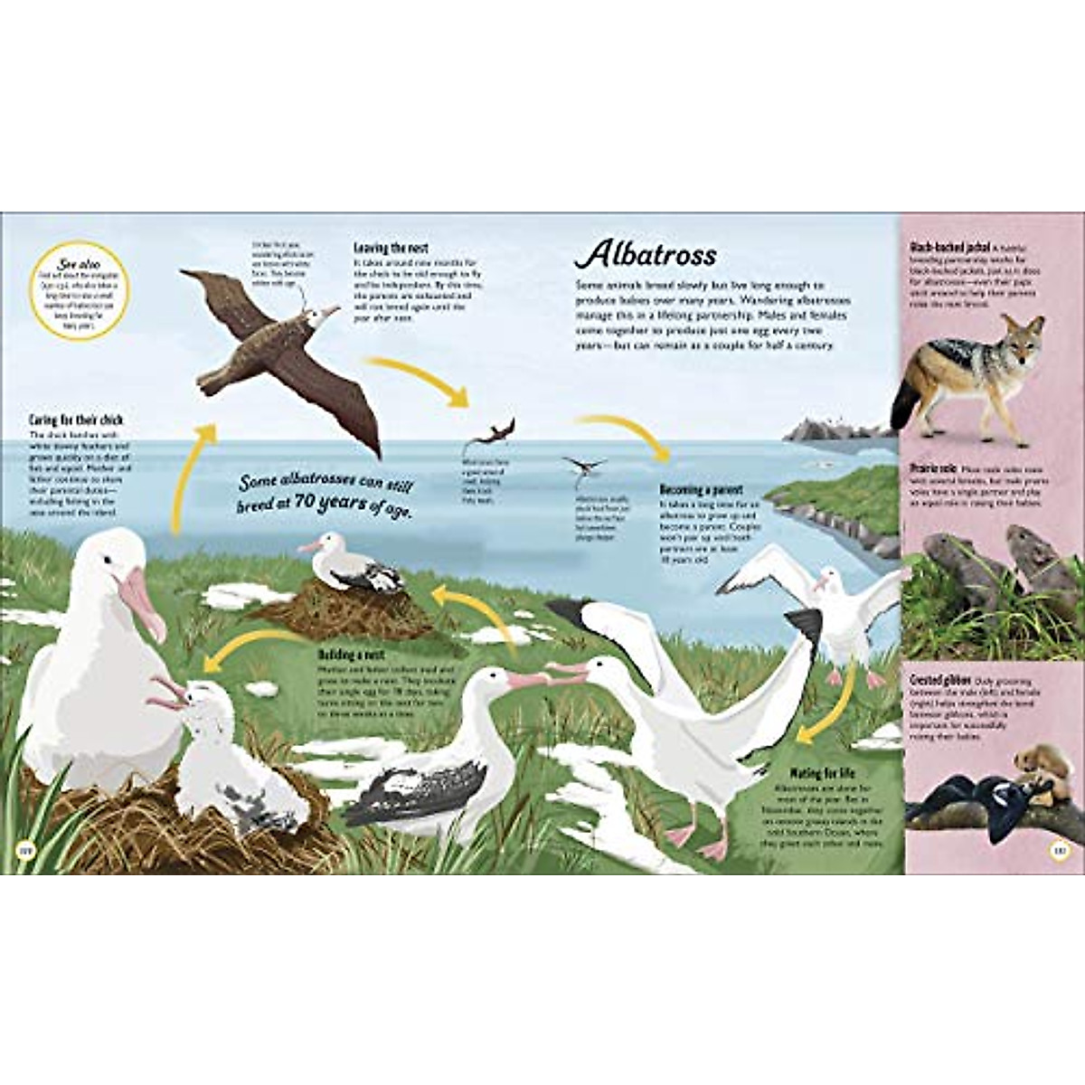 Life Cycles: Everything from Start to Finish (DK Life Cycles)