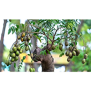 Sweet Plum Bonsai Tree Seeds | 10 Seeds to Grow as Bonsai | Prunus Americana - Ships from Iowa, USA