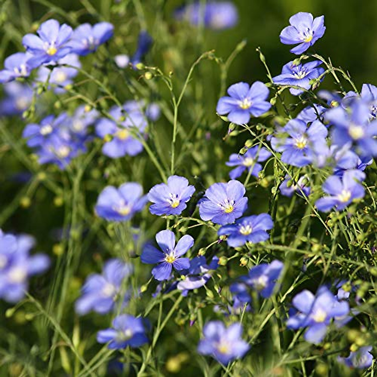 Outsidepride Linum Sky Blue Common Flax or Linseed Garden Flower Plant Seeds - 1000 Seeds
