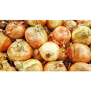 Gaea's Blessing Seeds - Onion Seeds - Non-GMO Heirloom Seeds with Easy to Follow Instructions (Walla Walla Sweet Onion) 93% Germination Rate