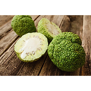 The Rike 100 Seeds Osage Orange Trees Seeds Osage Apple Trees Non-GMO Maclura pomifera, Horse Apple, Brain Fruit Hedge Apple Tree seeds