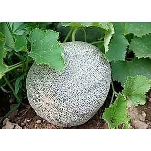 50 Minnesota Midget Cantaloupe Seeds for Planting Heirloom Non GMO 1.5+ Grams Garden Vegetable Bulk Survival Hominy