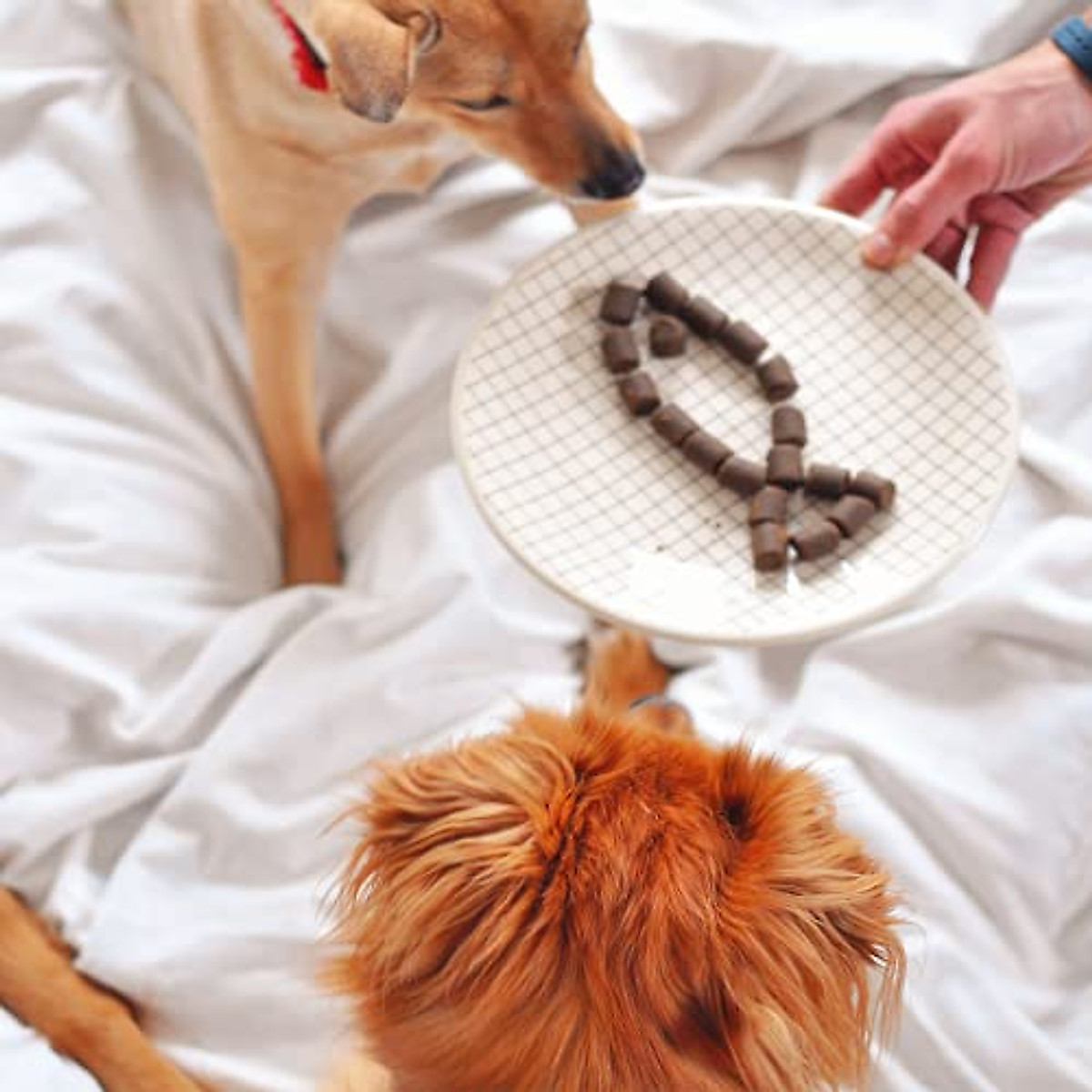 WIZARDPET Wild Alaskan Salmon & Krill Oil Chews for Dogs | 120 Soft Treats | Omega 3 6 9 Fish Supplement with EPA, DHA for Itch Free Skin Coat Joints | Allergy Relief | Reduce Hair Shedding | USA