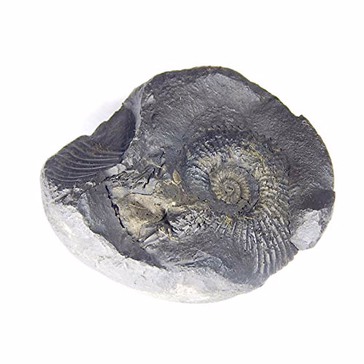 XUETZALCOATL Shatrughnah Sudarshan Shaligram 1.5cm - 2.5cm from Kali Gandaki 1 pcs