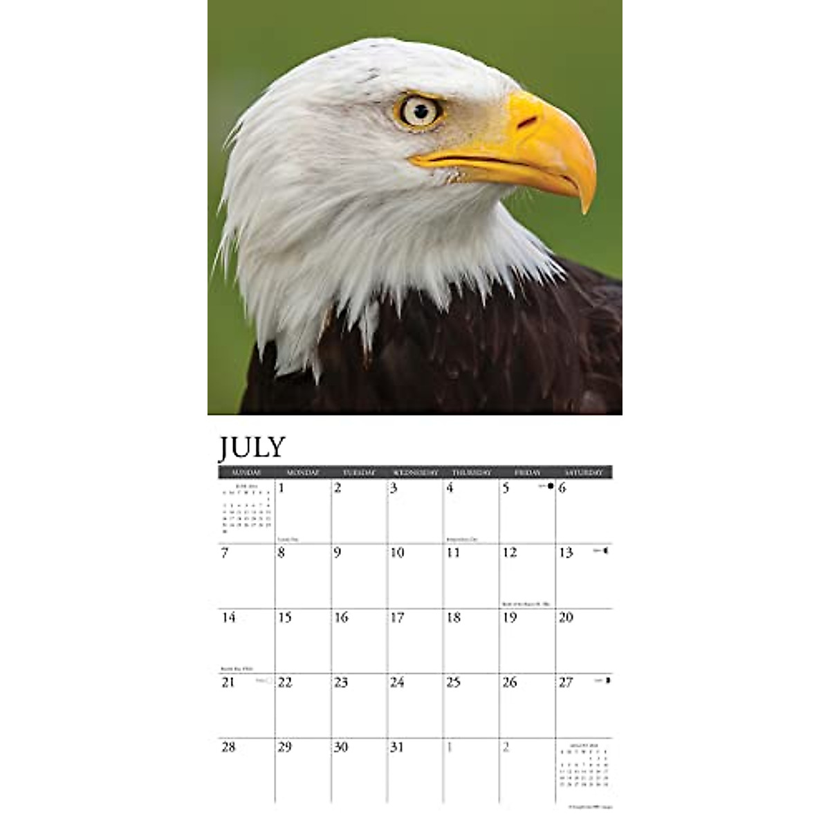 Willow Creek Press Eagles Monthly 2024 Wall Calendar (12" x 12")