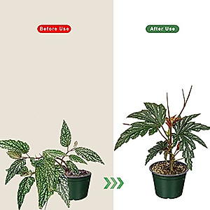 Twig Plant Support Stakes - Set of 4, 27.5 inch | Detachable Trellis for Potted Plants | Perfect Alternative to Moss Pole for Monstera and Other Climbing Houseplants Brown