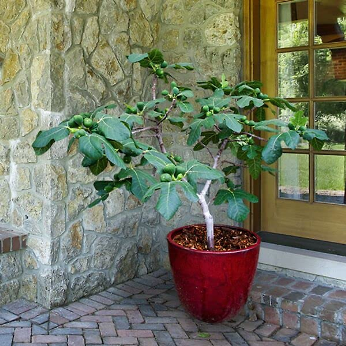 Fignomenal Dwarf Fig Tree – Dwarf Fig Plant – Self Fertile