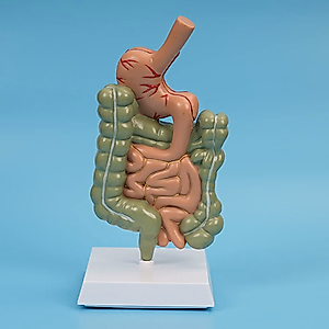 PAASHE Anatomy Model Human Stomach Anatomy Model Organs Model Human Body Model Stomach Section Large Small Intestine Medical Model Study Education