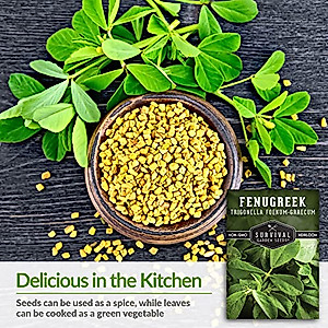 Survival Garden Seeds - Fenugreek Seed for Planting - Packet with Instructions to Plant & Grow Samudra Methi in Your Home Vegetable Garden - Non-GMO Heirloom Variety - Good Microgreens or Sprouts
