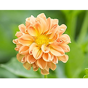 500+ Mix Colors Zinnia Seeds for Planting Outdoors, Heirloom Non-GMO 90% Germination, Open Pollinated, Wonderful Gardening Gifts