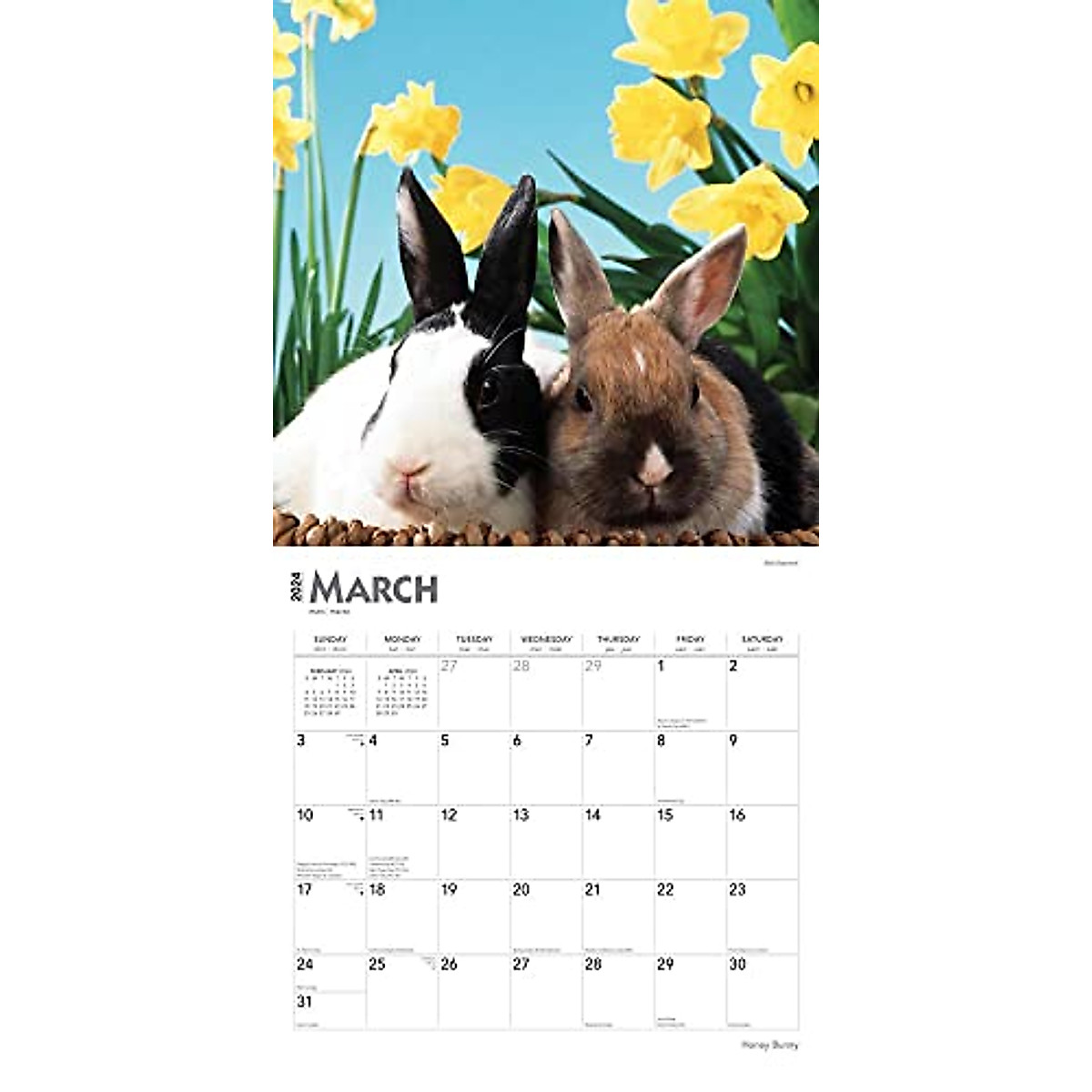 Honey Bunny | 2024 12 x 24 Inch Monthly Square Wall Calendar | BrownTrout | Domestic Small Cute Animals