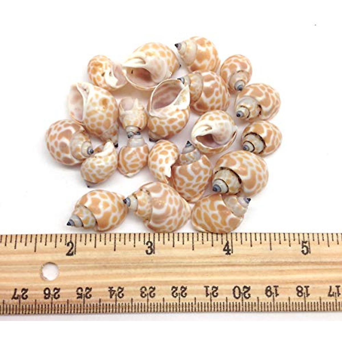 PEPPERLONELY 20PC Small Babylonia Spirata Hermit Crab Sea Shells, 1/2 Inch ~ 1 Inch
