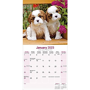 Cavalier King Charles Spaniel Calendar - Dog Breed Calendars - 2022 - 2023 wall calendars - 16 Month by Avonside