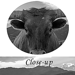 Kreative Arts - Large Modern Canvas Wall Art for Home and Office Decoration Animal Pictures Print Art on Canvas Texas Longhorn Canvas Prints Giclee Artwork for Wall Decor 16x32inchx3pcs