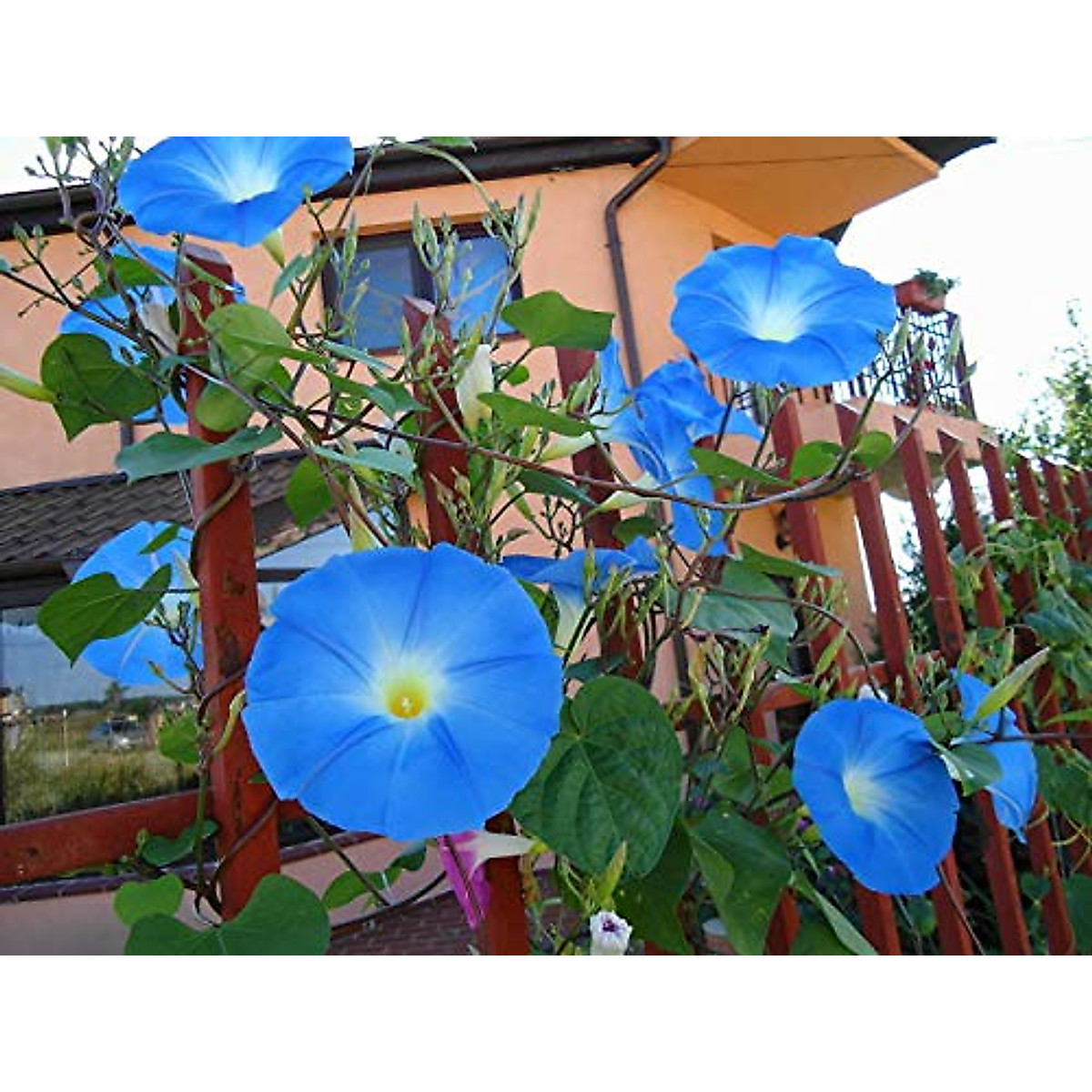 Blue Morning Glory Climbing Vine | 100 Seeds to Plant | Beautiful Flowering Vine