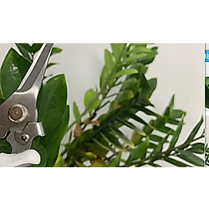Yojii- Pruning Shears, Gardening Scissors, Pruning Shears, Natural Flower Scissors, Fruit Trees, Garden Trees, Bonsai Pruning Tools for Gardening, Farm Work, Home Gardening