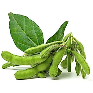 Midori Giant Edamame Seeds for Planting, 25+ Heirloom Seeds Per Packet, (Isla's Garden Seeds), Non GMO Seeds, Botanical Name: Glycine max, Great Home Garden Gift