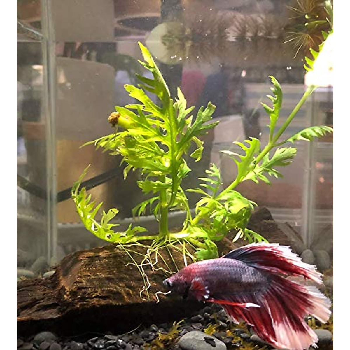 Hygrophila Difformis Water Wisteria Potted Freshwater Live Aquarium Plant Fish Tank by Greenpro