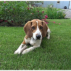 Elkhorn Premium Chews - Small Whole Single Pack (for 10-30 lb Dogs and Puppies) Premium Grade Elk Antler for Dogs (1 Piece) Sourced in The USA