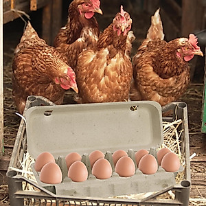 PerKoop 240 Pcs 2x6 Egg Cartons Bulk 1 Dozen Cardboard Egg Cartons Paper Pulp Egg Cartons for Farm Market Family Kitchen Storing Eggs, Chicken Eggs