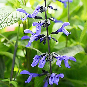 Salvia Guaranitica 'Black and Blue' Seeds Anise-Scented Sage Attracting Pollinators Like Butterflies, and Bees Low-Maintenance Add Color to Garden Beds, Borders, Containers 30Pcs by YEGAOL Garden