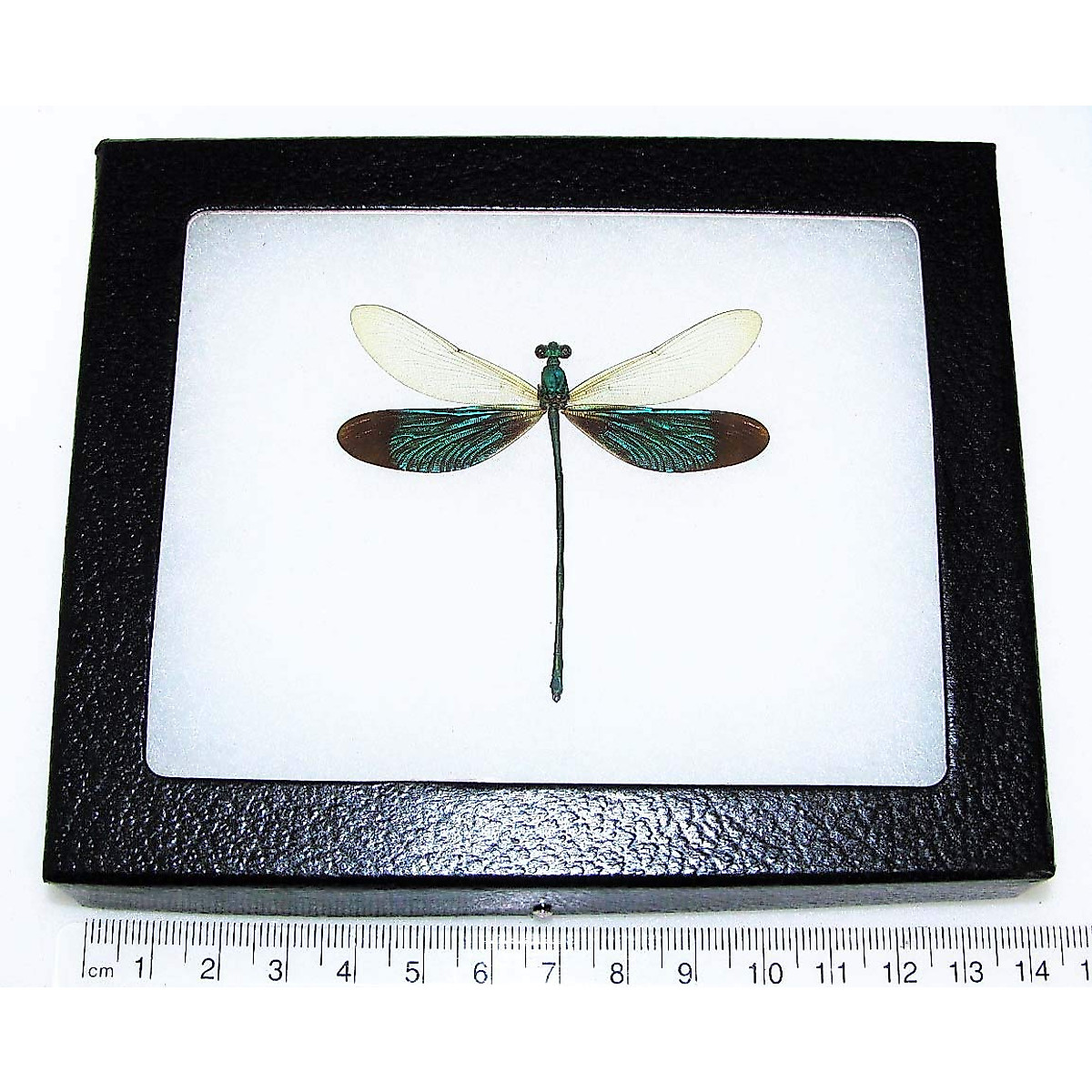 BicBugs Neurobasis chinensis Real Framed Green Horizontal Dragonfly DAMSELFLY Indonesia