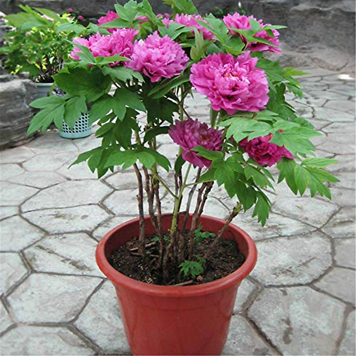 20+ Mixed Peony Flower Seeds Double Beautiful Perennial Bonsai Plant Garden