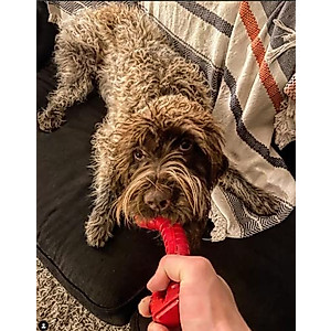 Jersey Dog Co. Chompi Bone Dog Toy, Chew Bone, Made in USA