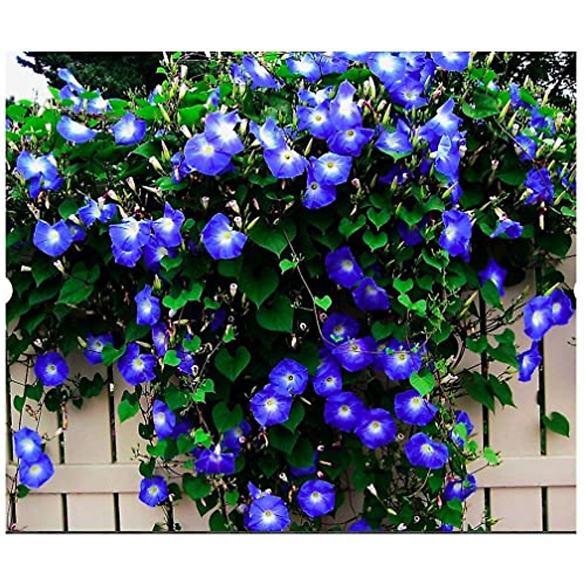 250 Heavenly Blue Morning Blooming Vine Seeds - Wonderful Climbing Heirloom Vine - Non GMO and Neonicotinoid Seed. Marde Ross & Company